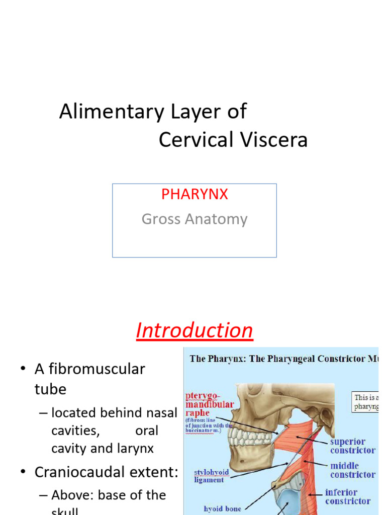 12 - Pharynx Gross Anatomy | PDF | Larynx | Human Throat