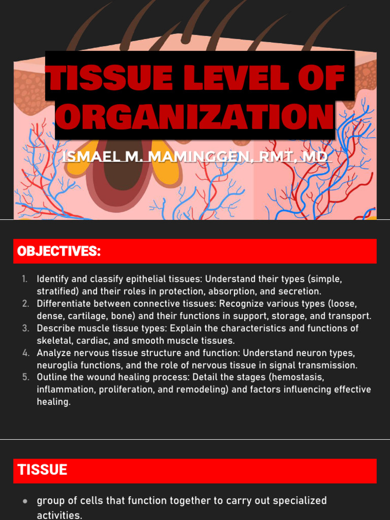 3 Tissue Level of Organization | PDF | Epithelium | Connective Tissue