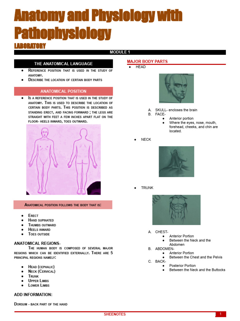 Anatomy and Physiology (Lab) | PDF | Anatomical Terms Of Location | Pelvis
