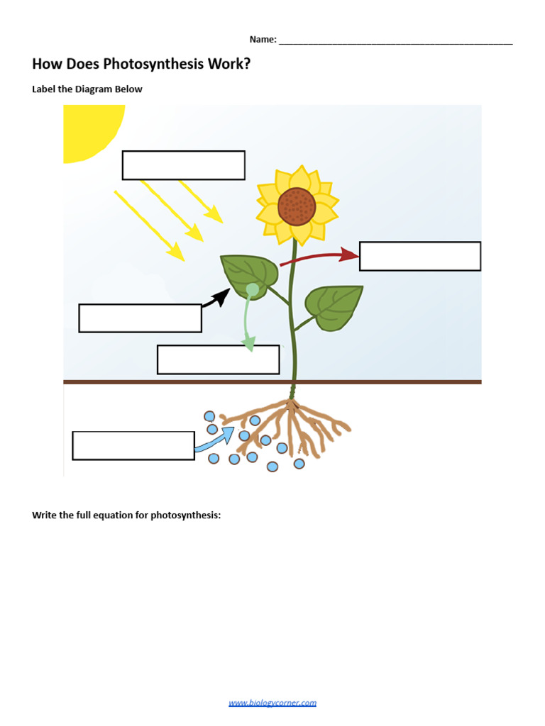 Photosynthesis Graphic - Light and Dark | PDF
