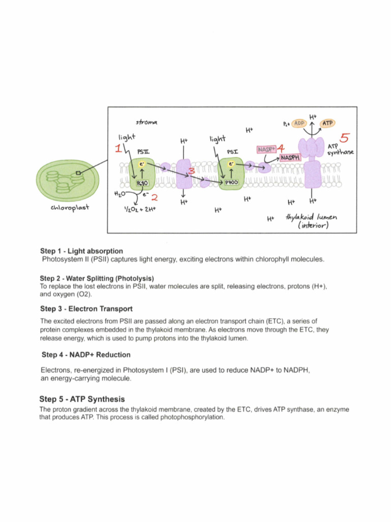Light Dependent Photosynthesis Steps 2025 | PDF