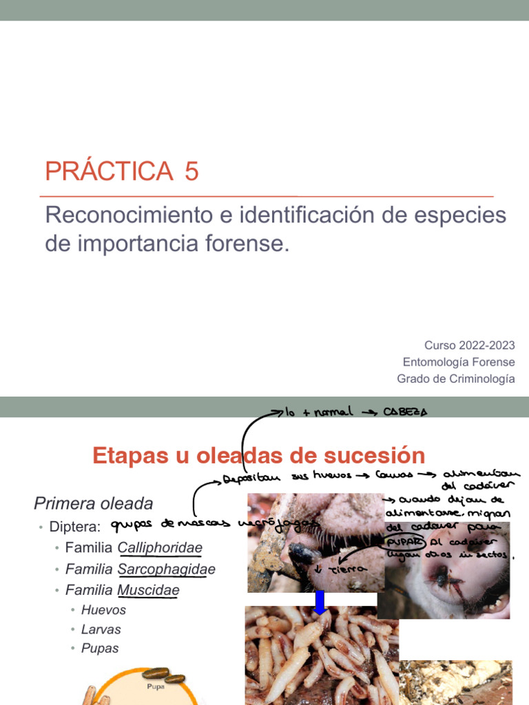 Entomología, UA Práctica 5 | PDF | Mosca | Escarabajo