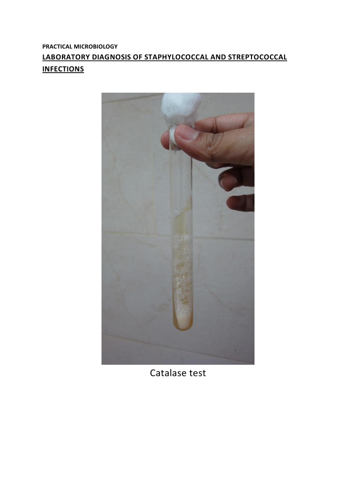 Microbiology - Laboratory Diagnosis of Staph and Strep | PDF | Self-Improvement | Science ...