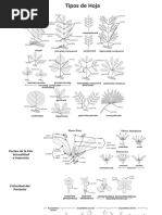 Understanding Plant Dehiscence Types | PDF | Organisms | Fruit