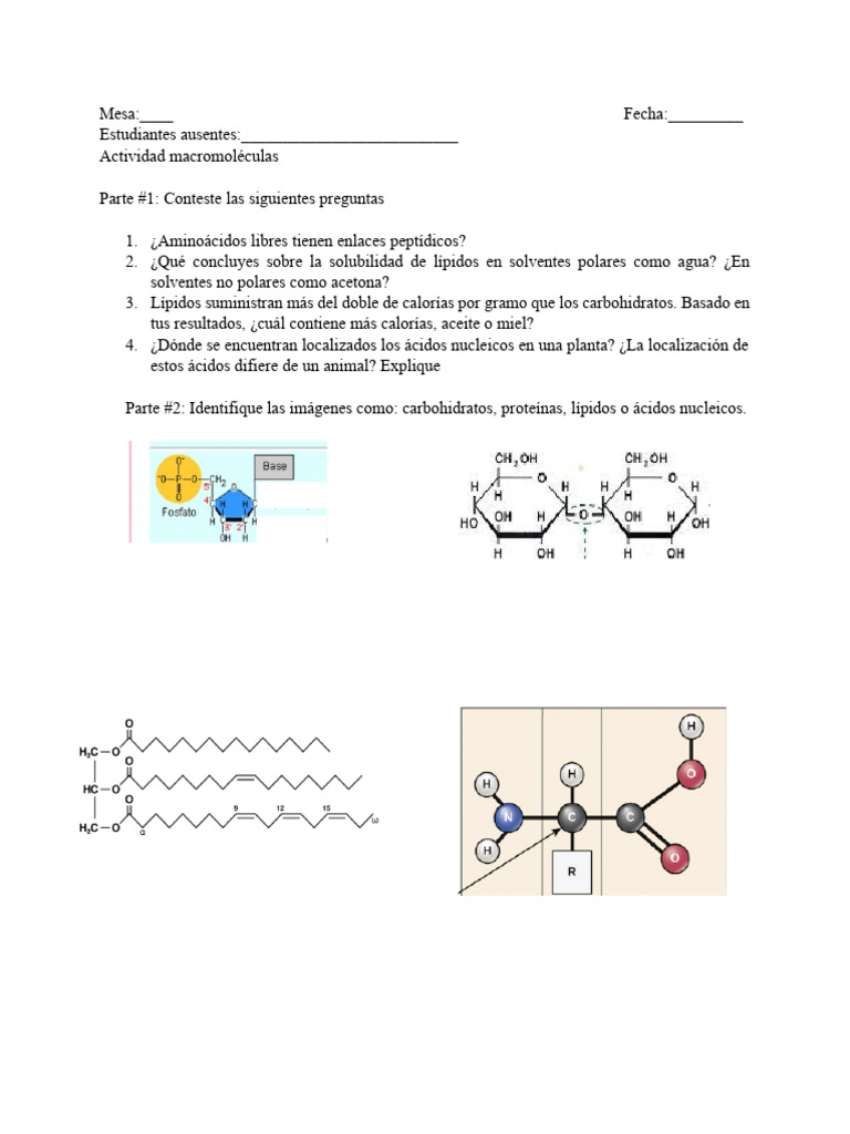 Actividad 4 Macromoleculas | PDF