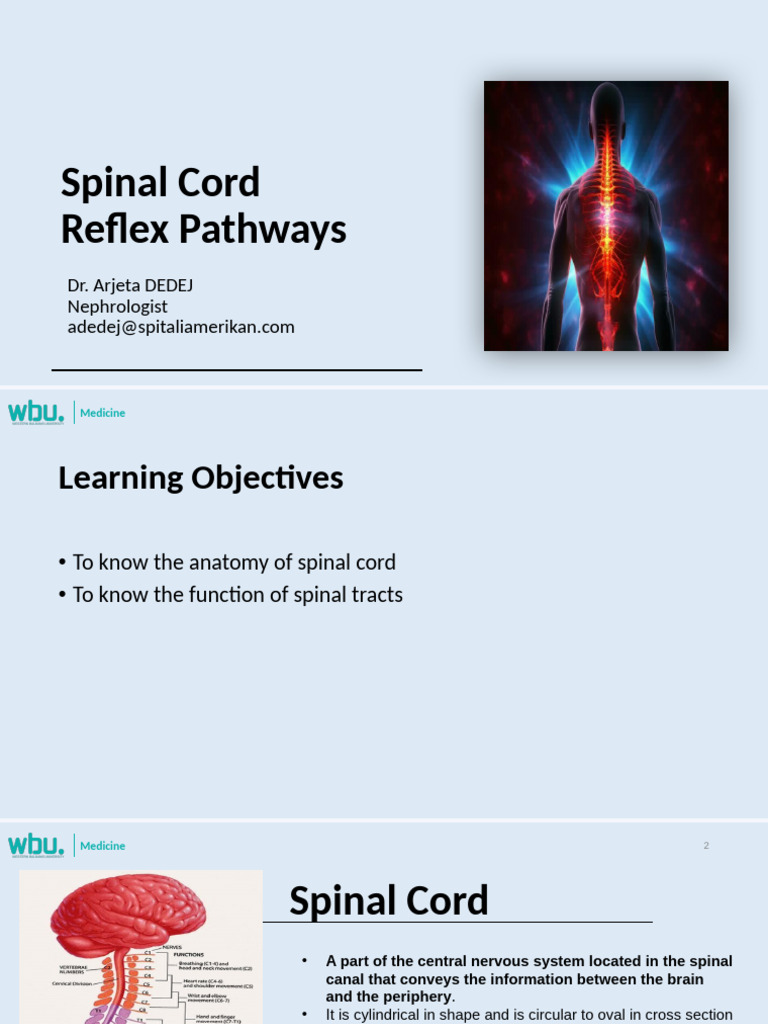 Spinal Cord Reflex Pathways 2 | PDF | Spinal Cord | Motor Neuron