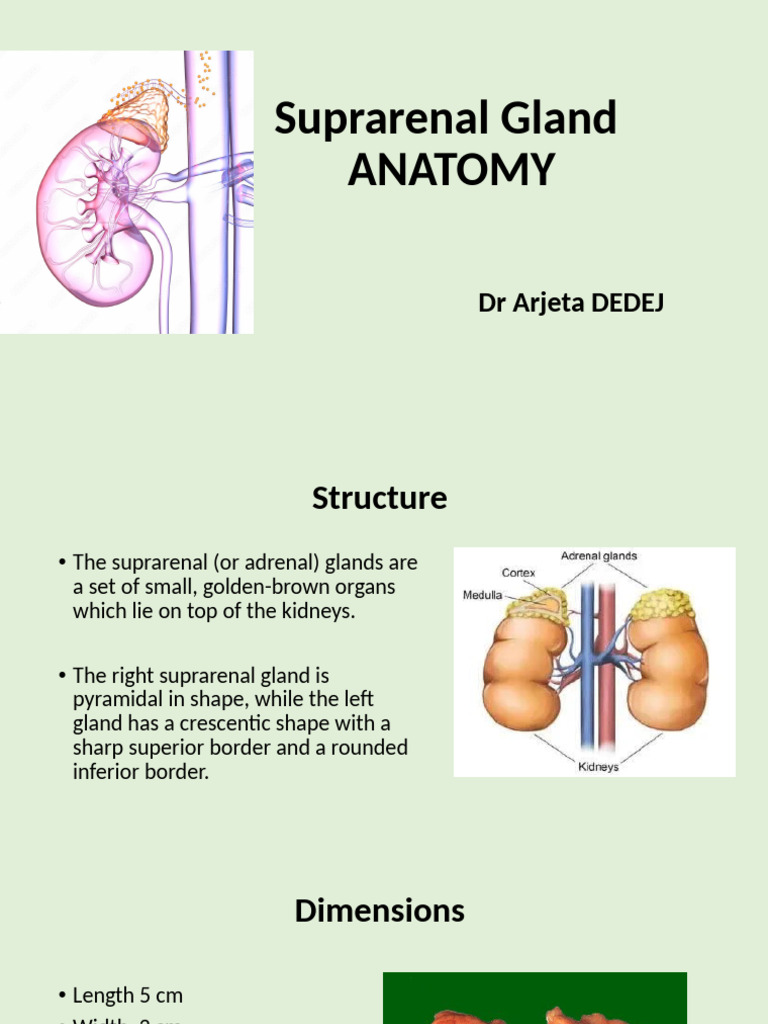 Suprarenal Gland Anatomy and Blood Supply | PDF | Adrenal Gland ...