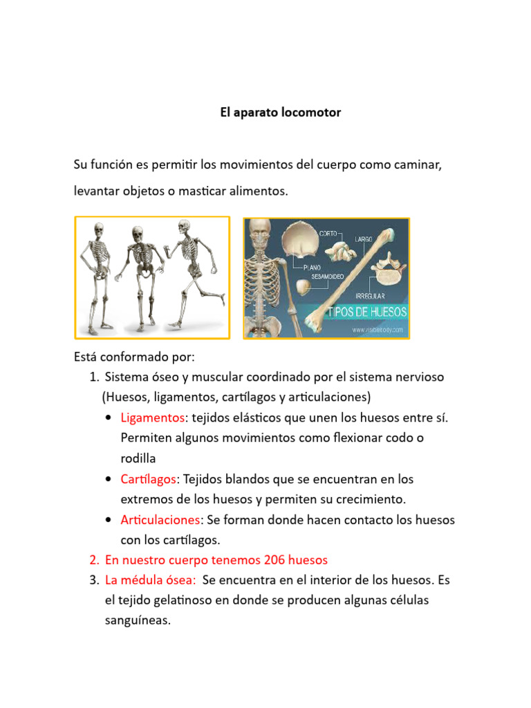 Función y Estructura del Aparato Locomotor | PDF