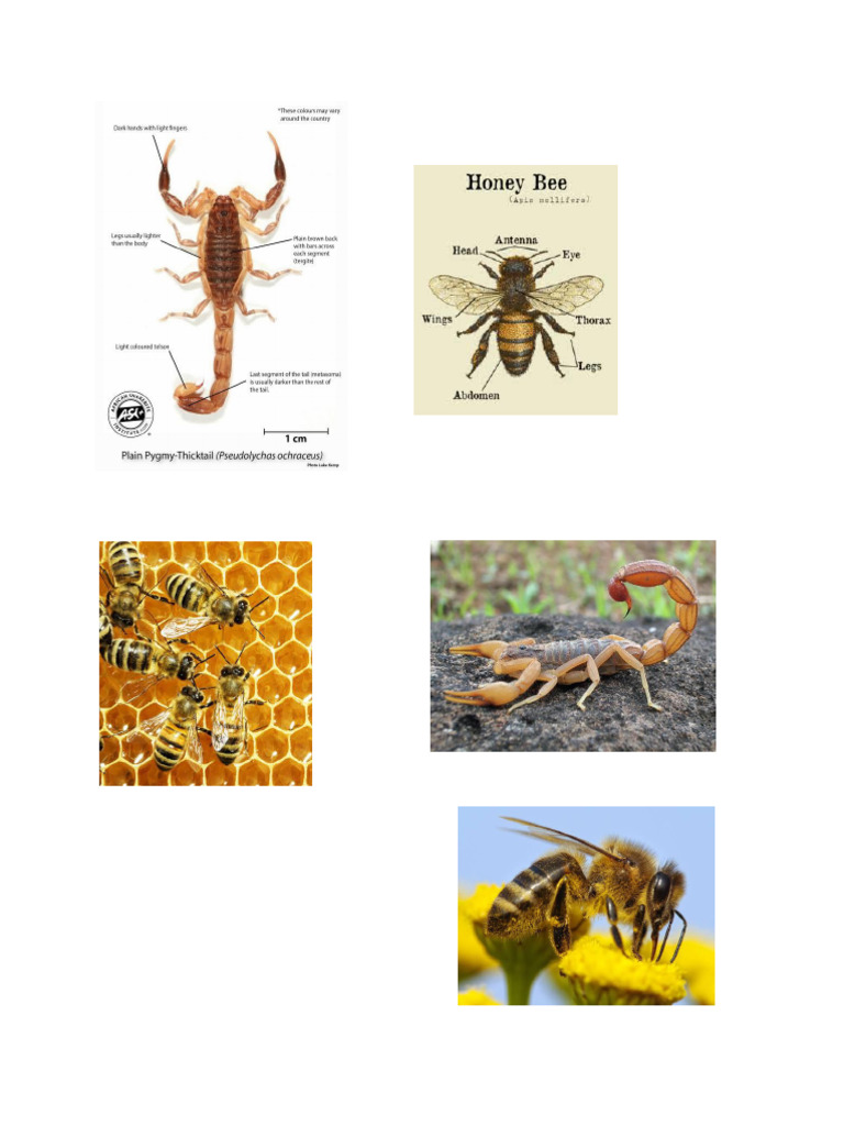 Insects Project | PDF