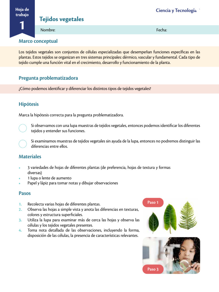 Tejidos Vegetales 8° | PDF | Tejido (biología) | Plantas