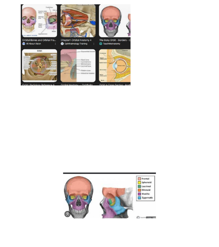 Orbit Anatomy 3d Max | PDF