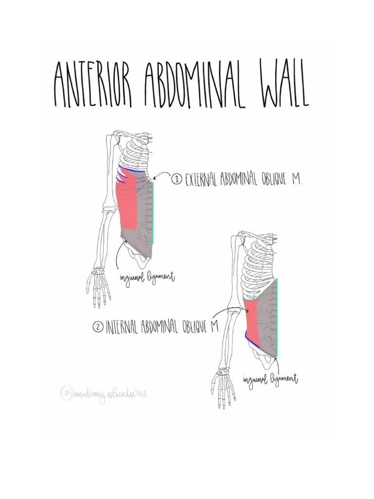 Abdominal Wall | PDF
