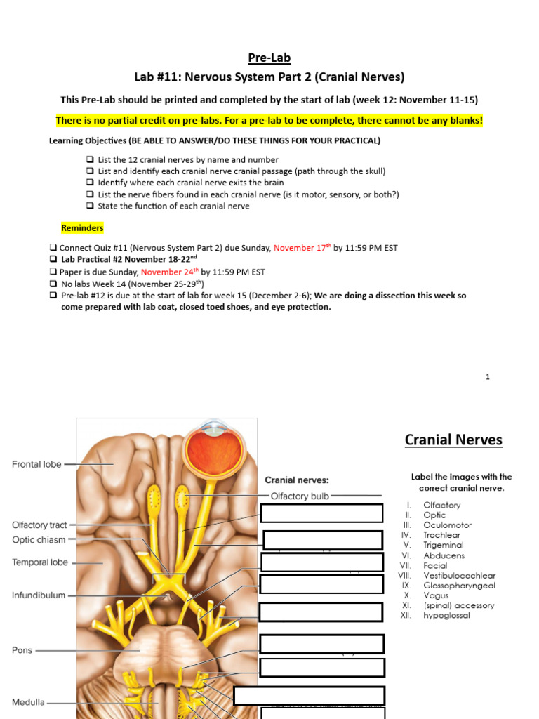 Pre-Lab 11 Nervous System Part 2 Cranial Nerves | PDF | Human Anatomy | Neuroanatomy