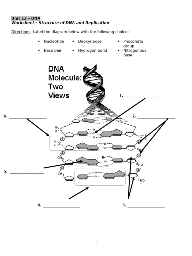 3a-Worksheet - DNA Strucuture and Replication | PDF | Dna | Dna Replication