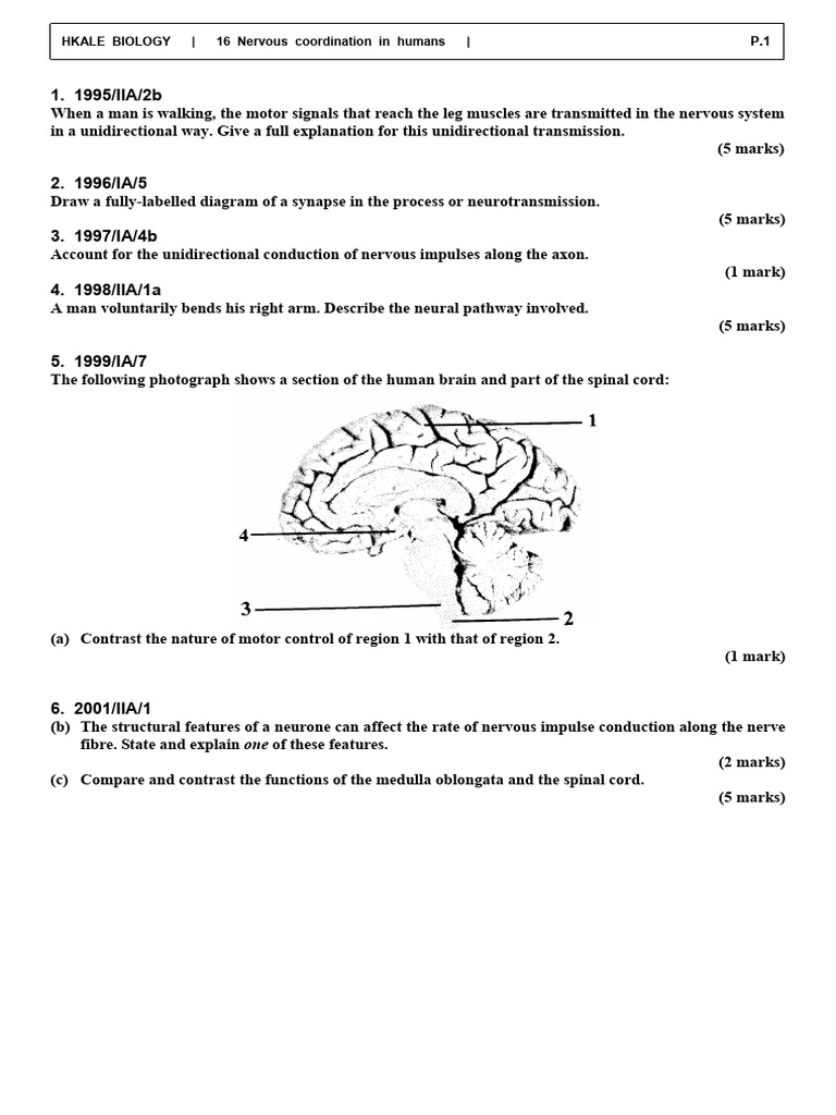 Chapter16 - Nervous Coordination in Humans | PDF | Nervous System ...
