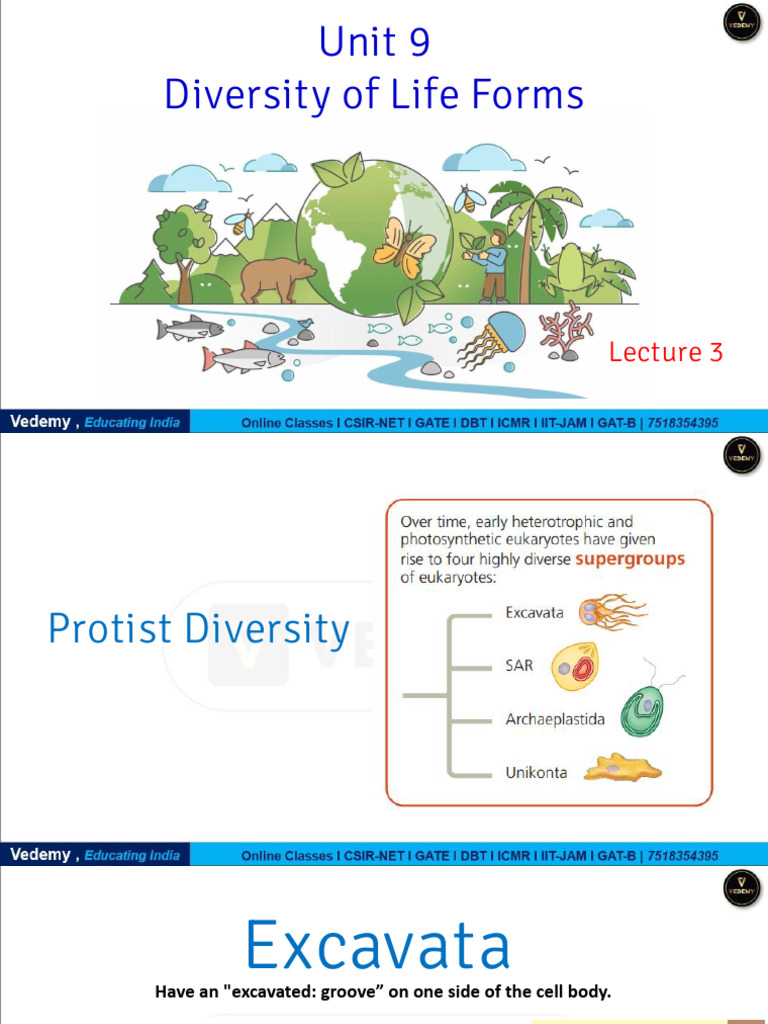 L3 Protist Diversity | PDF | Algae | Mitochondrion