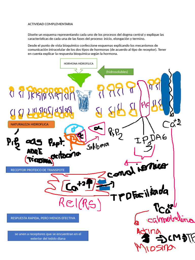 Actividad Complementaria 2 | PDF