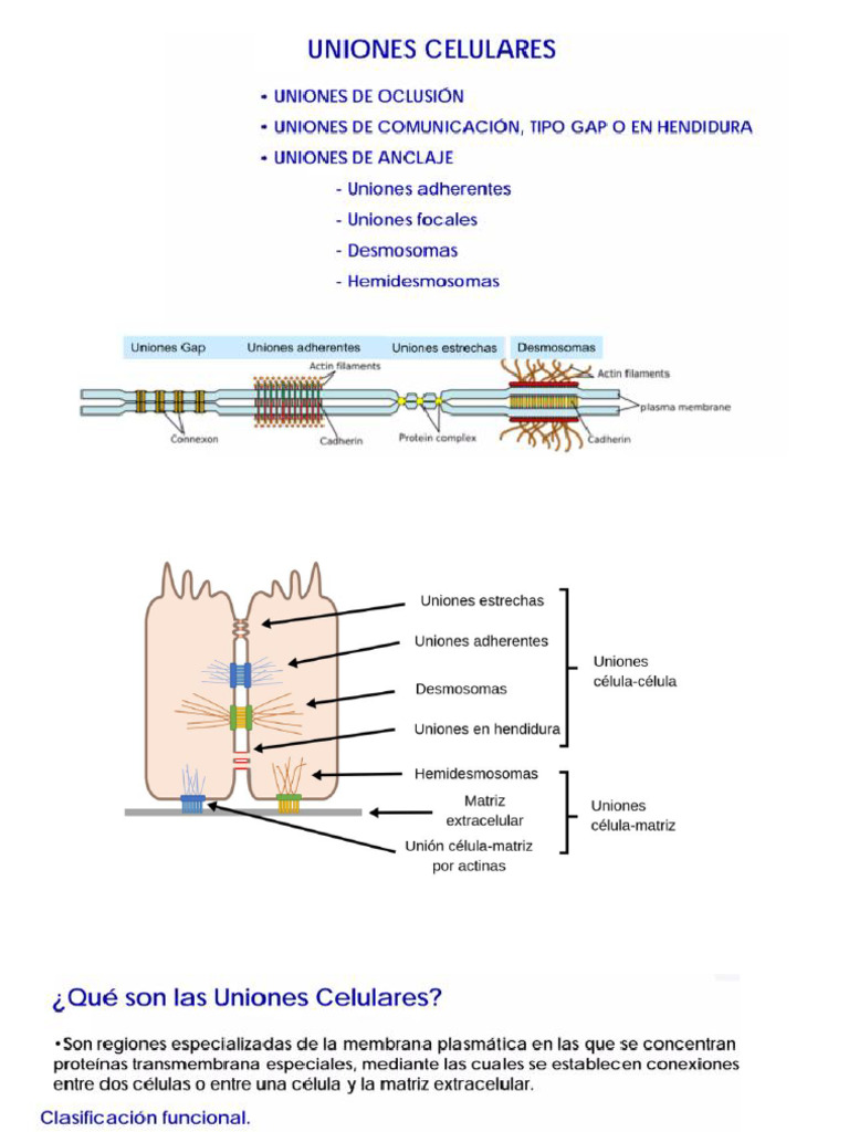 Uniones Celulares | PDF