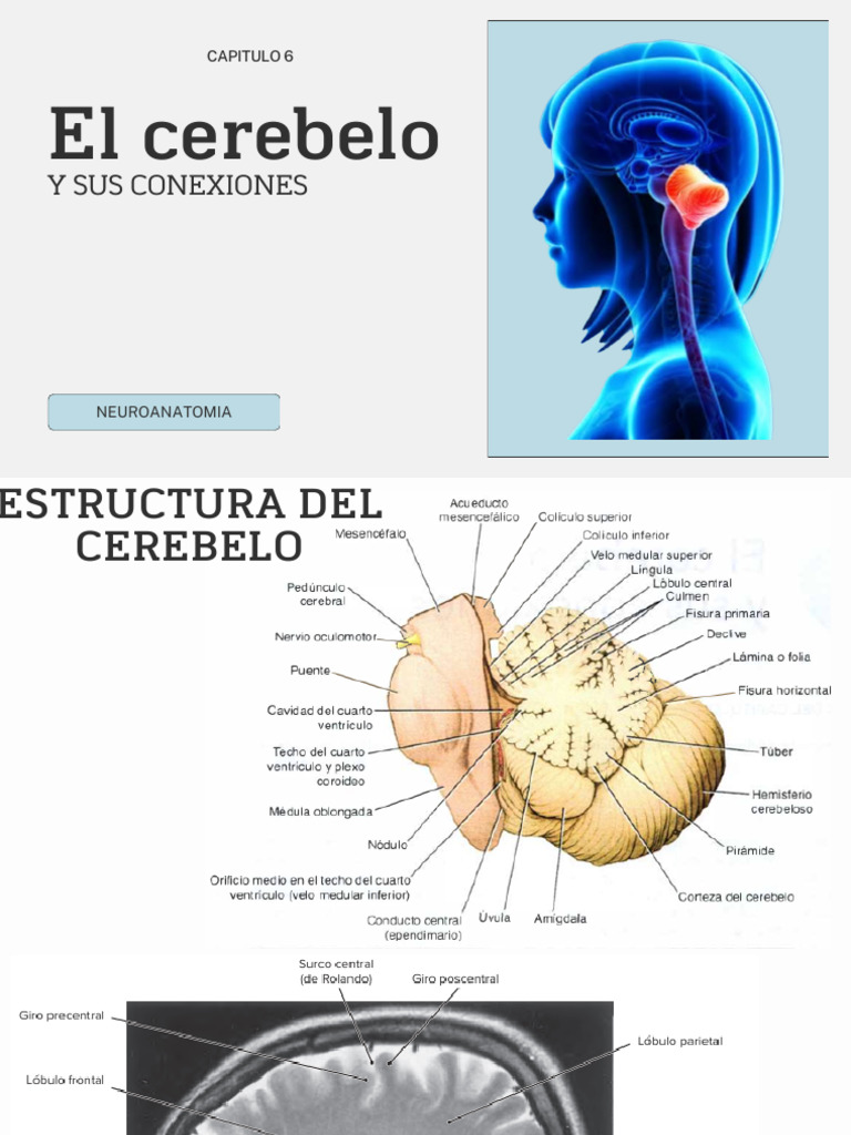 Estructura y Funciones del Cerebelo | PDF | Cerebelo | Anatomía