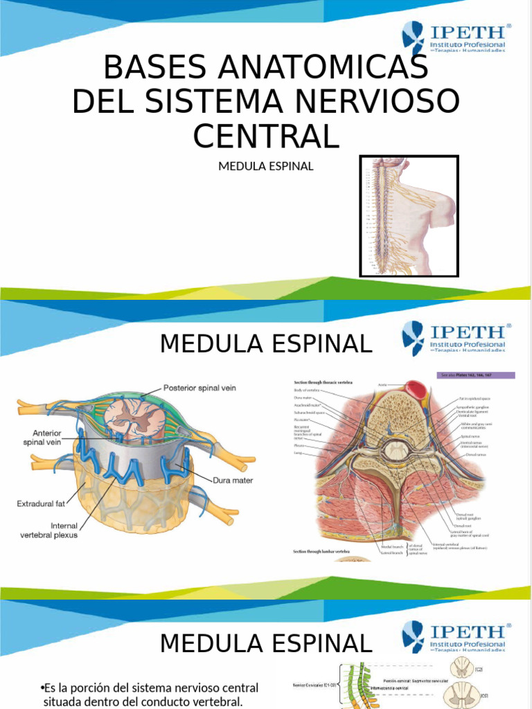 Medula Espinal 2 | PDF | Médula espinal | Materia gris
