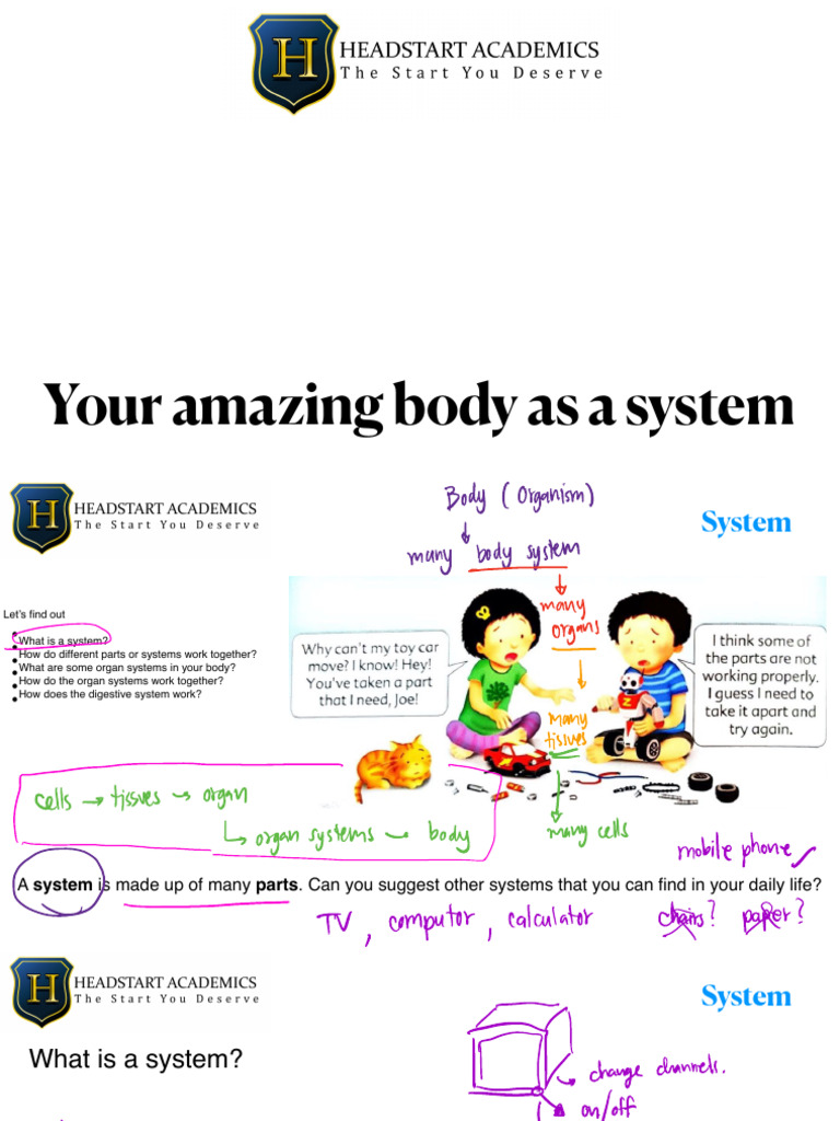 AMELIA System (Your Amzing Body As A System) | PDF | Digestion | Blood ...