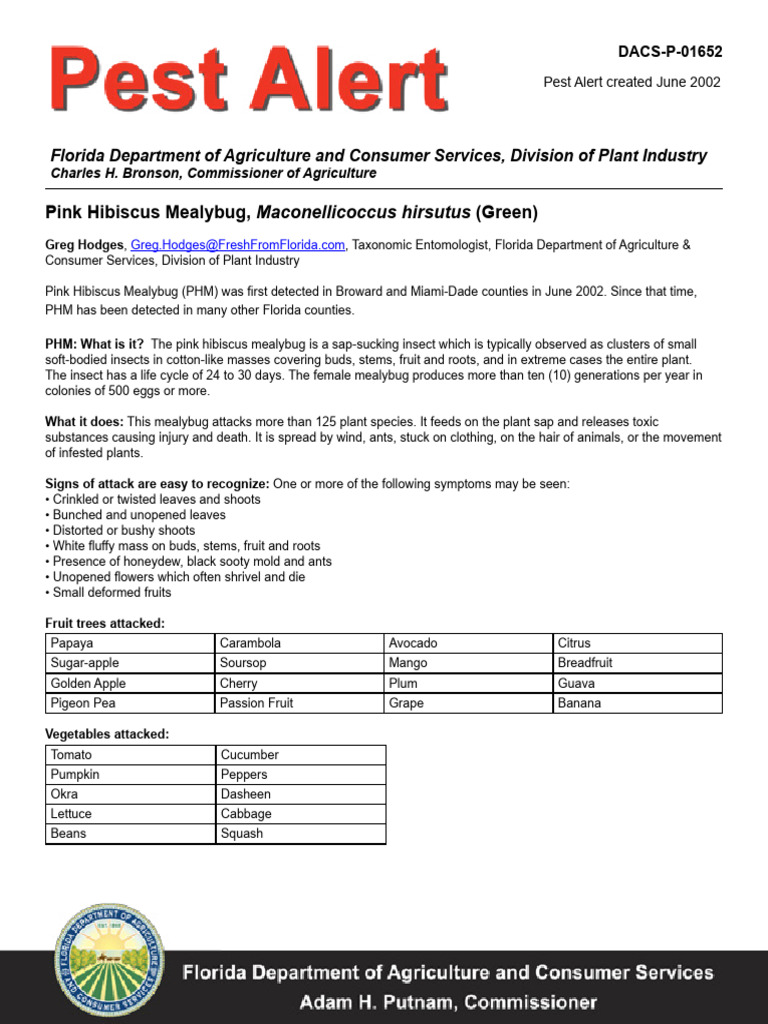 Pest Alert - Maconellicoccus Hirsutus, Pink Hibiscus Mealybug | PDF ...