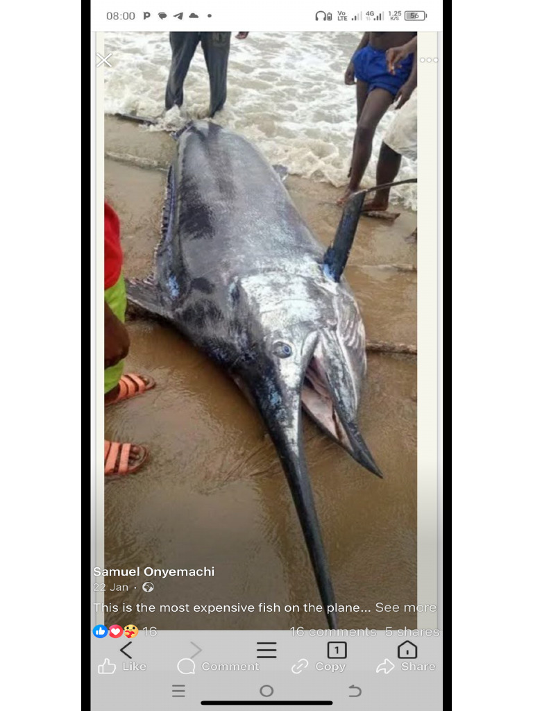 Photo Wie I Did Cici | PDF