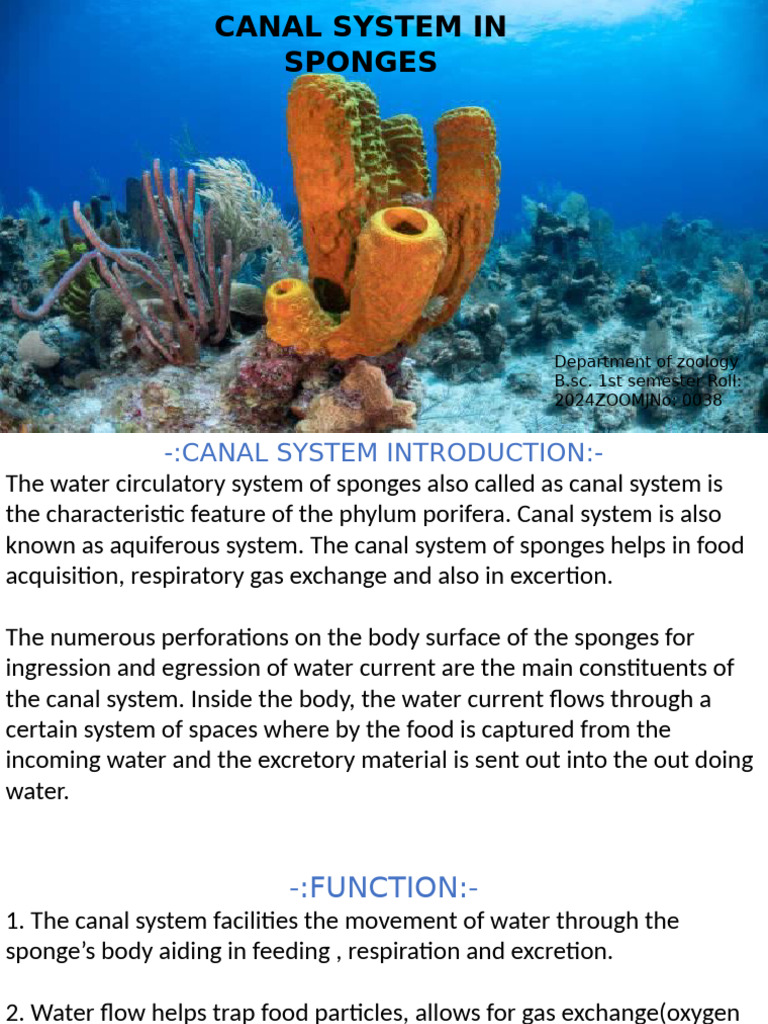 Canal System in Sponge | PDF