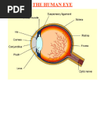 Class 10 Science Chapter 11 The Human Eye and The Colourful World Notes ...