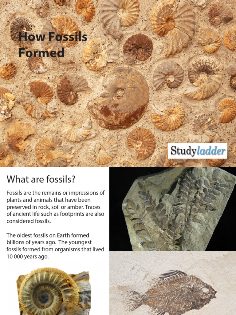 Studyladder - How Fossils Formed | PDF