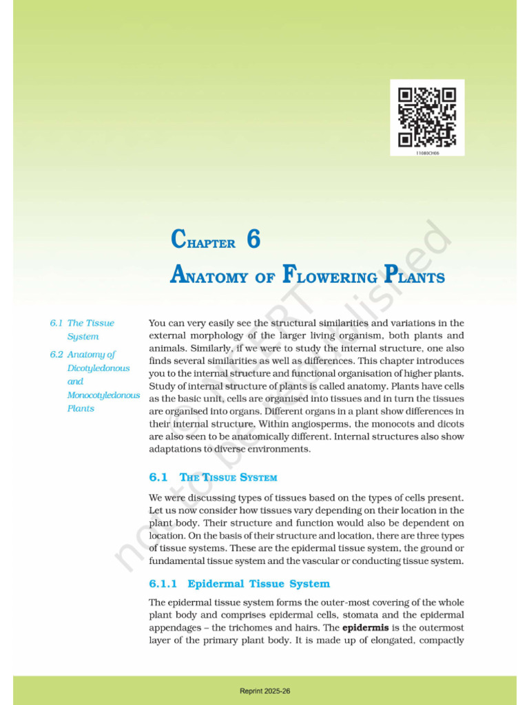 Anatomy of Flowering Plants | PDF