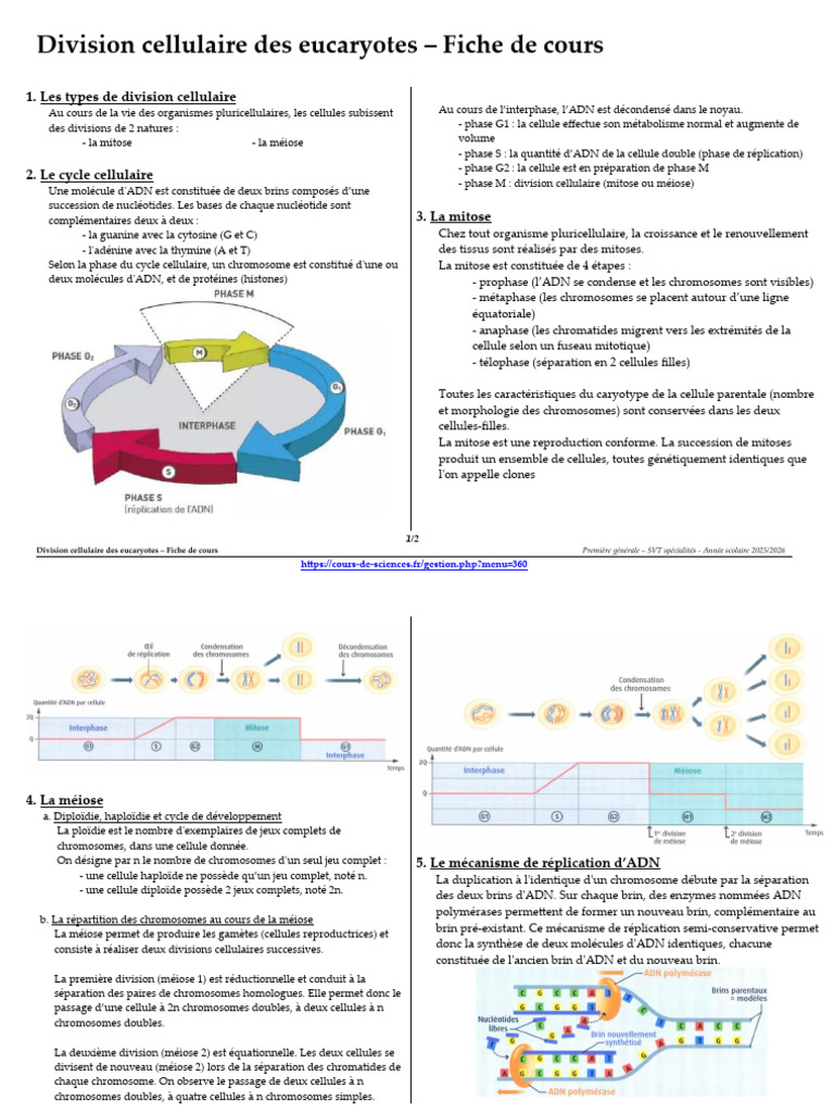 Division cellulaire chez les eucaryotes | PDF | Mitose | Méiose