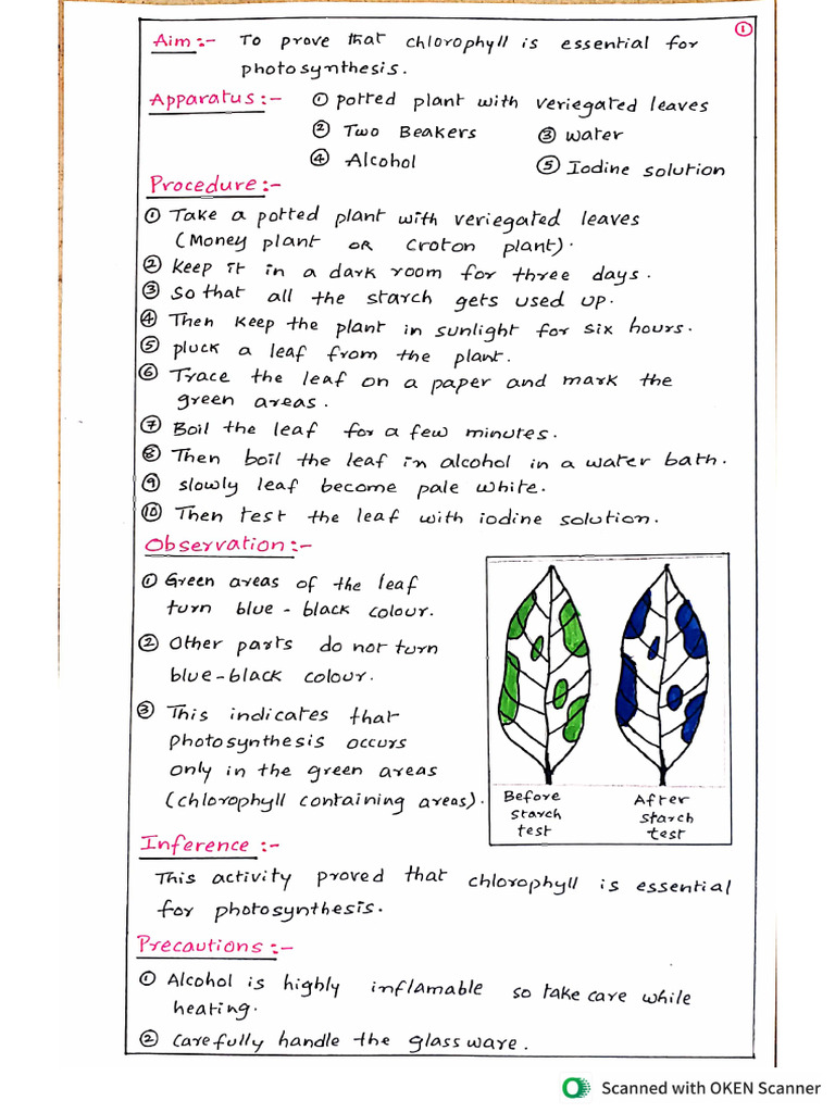 Most Important 10th Biology Lab Activities (In Simple Sentences) For 8 ...