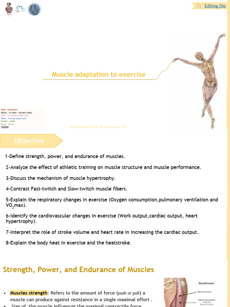 9 - Muscle Adaptation To Exercise | PDF | Skeletal Muscle | Aerobic Exercise