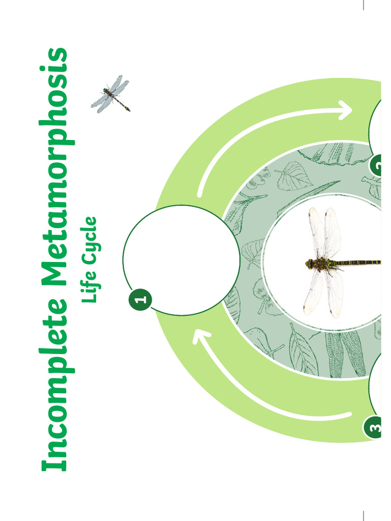 t2 S 1479 Insect Dragonfly Incomplete Metamorphosis Life Cycle Cut and ...
