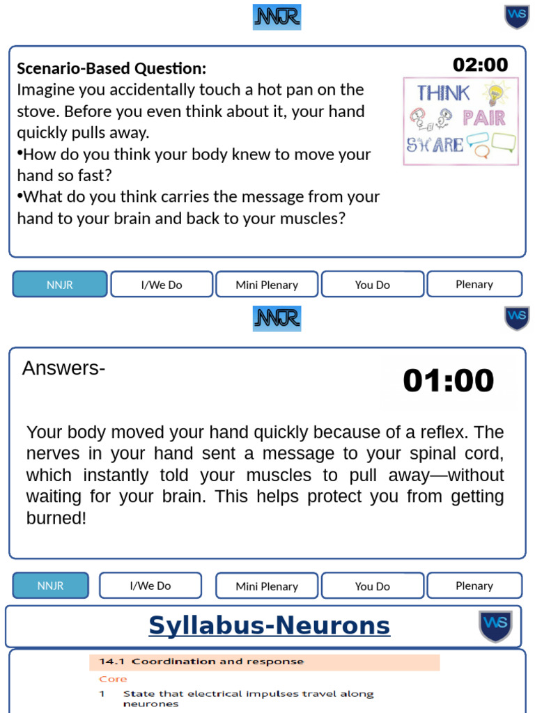Day 4 - 1.coordination and Response | PDF | Neuron | Nervous System