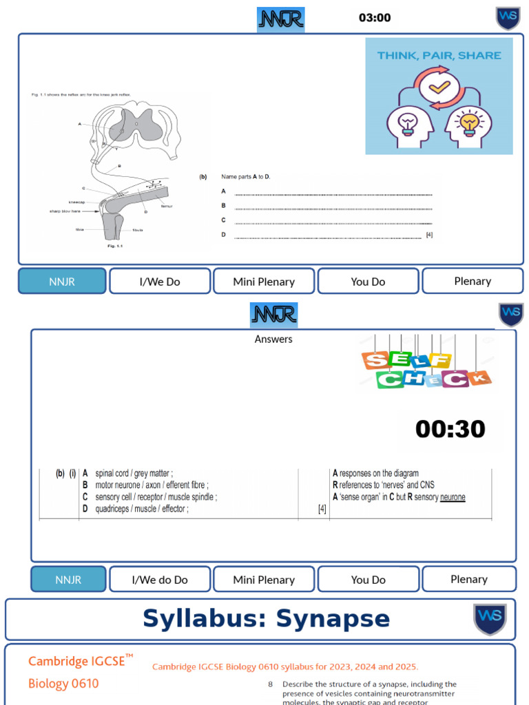 DAY 2-3.Coordination-Synapse | PDF | Synapse | Chemical Synapse