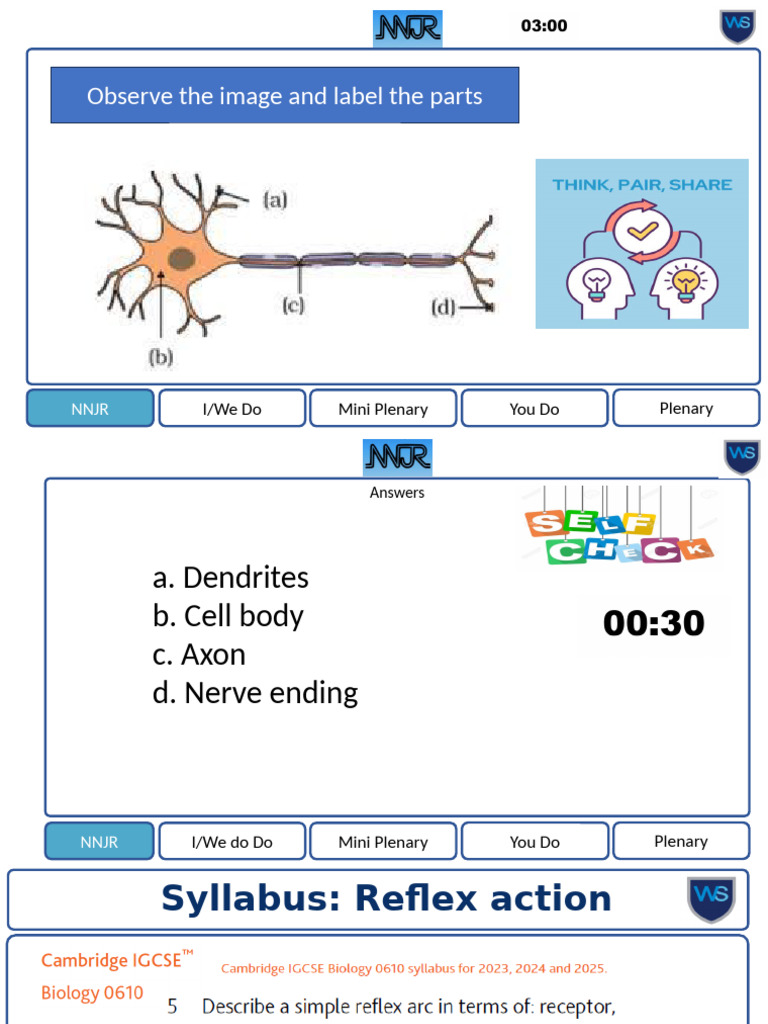 DAY 1-2.Coordination-Reflex Action | PDF | Neuron | Motor Neuron