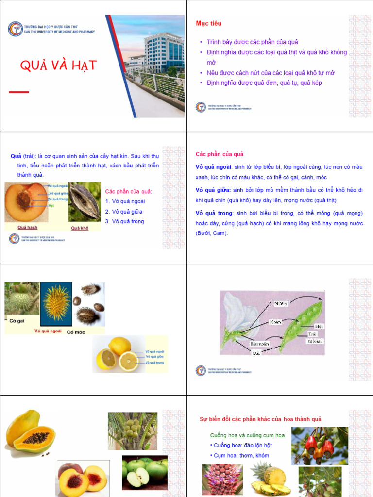 Qua Hat - Su Sinh San - DC PLTV | PDF