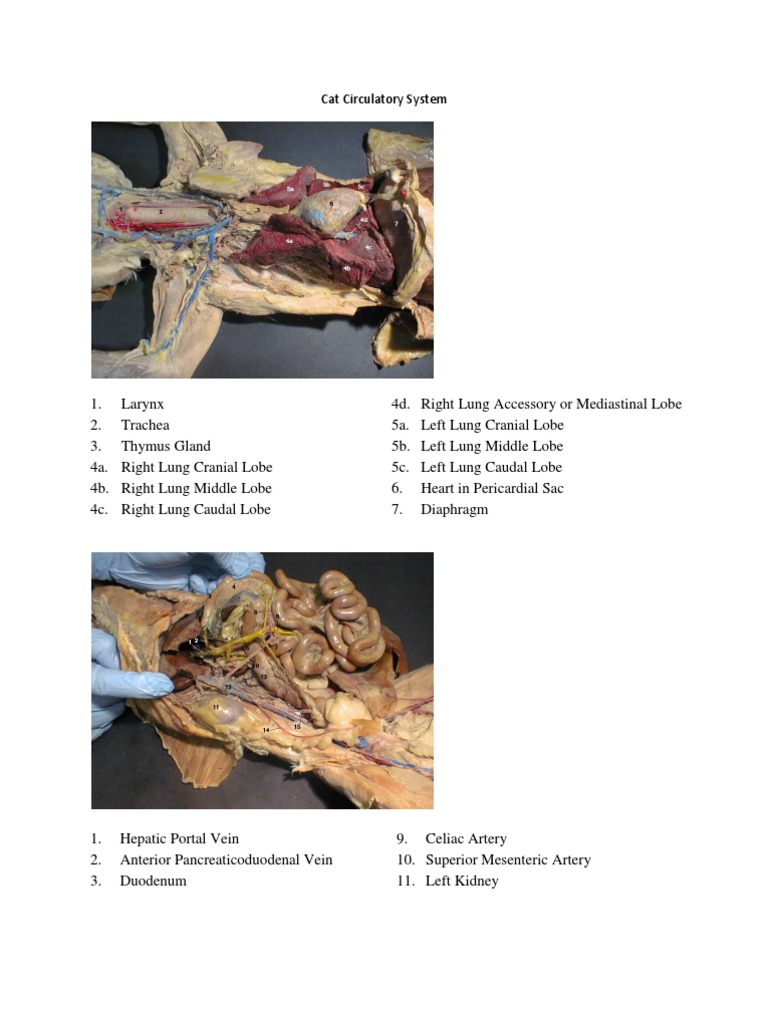 Cat Circulatory System | PDF
