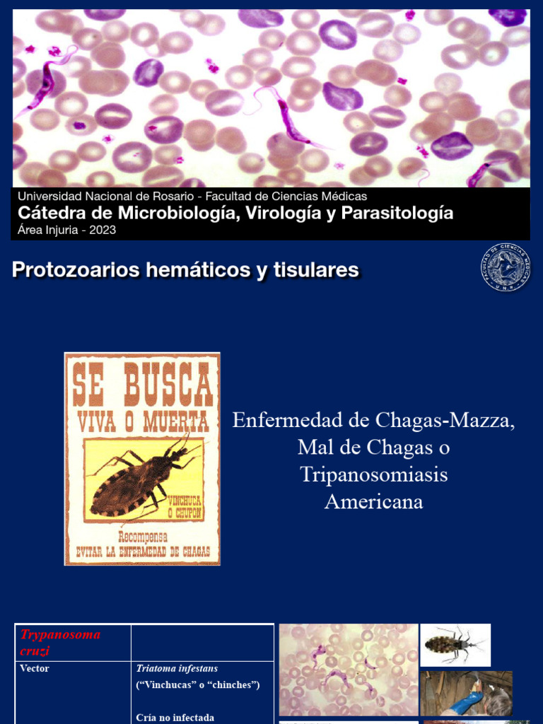 Protozoarios Hematicos y Tisulares | PDF | Especialidades Medicas ...