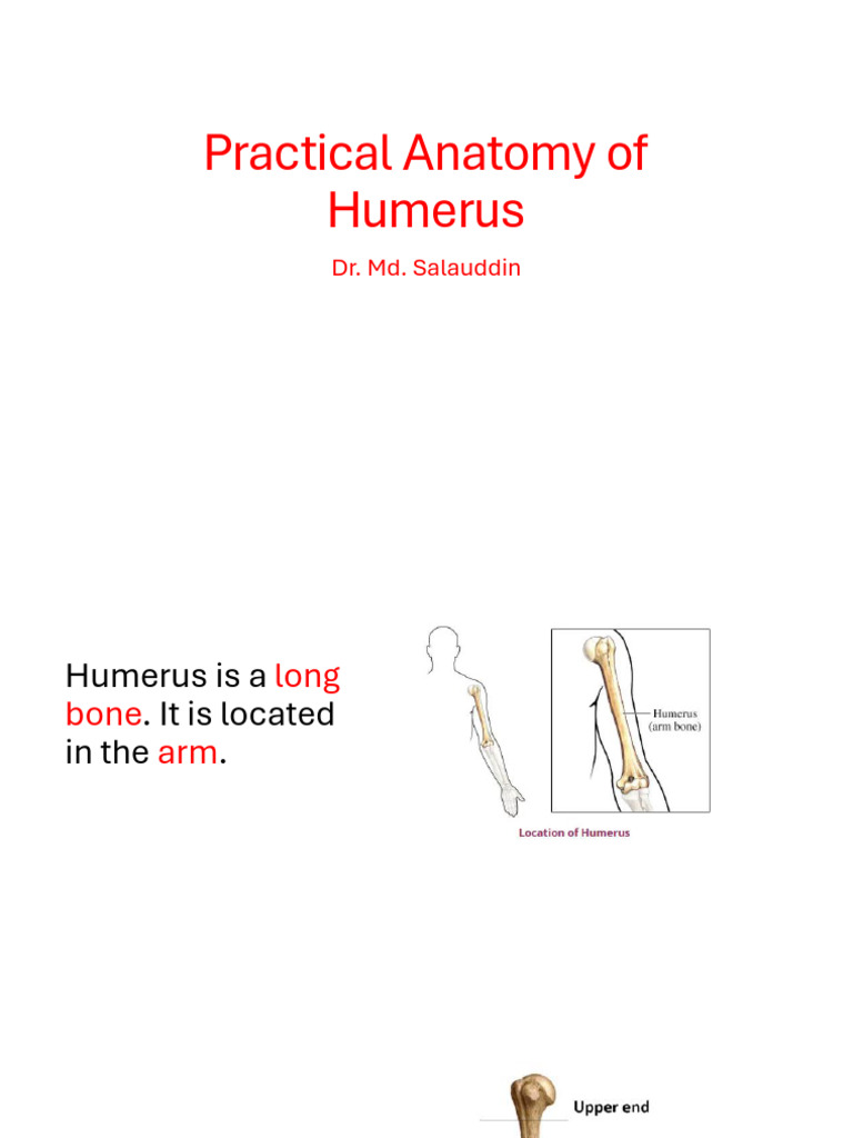 Anatomy and Practical Guide to Humerus | PDF