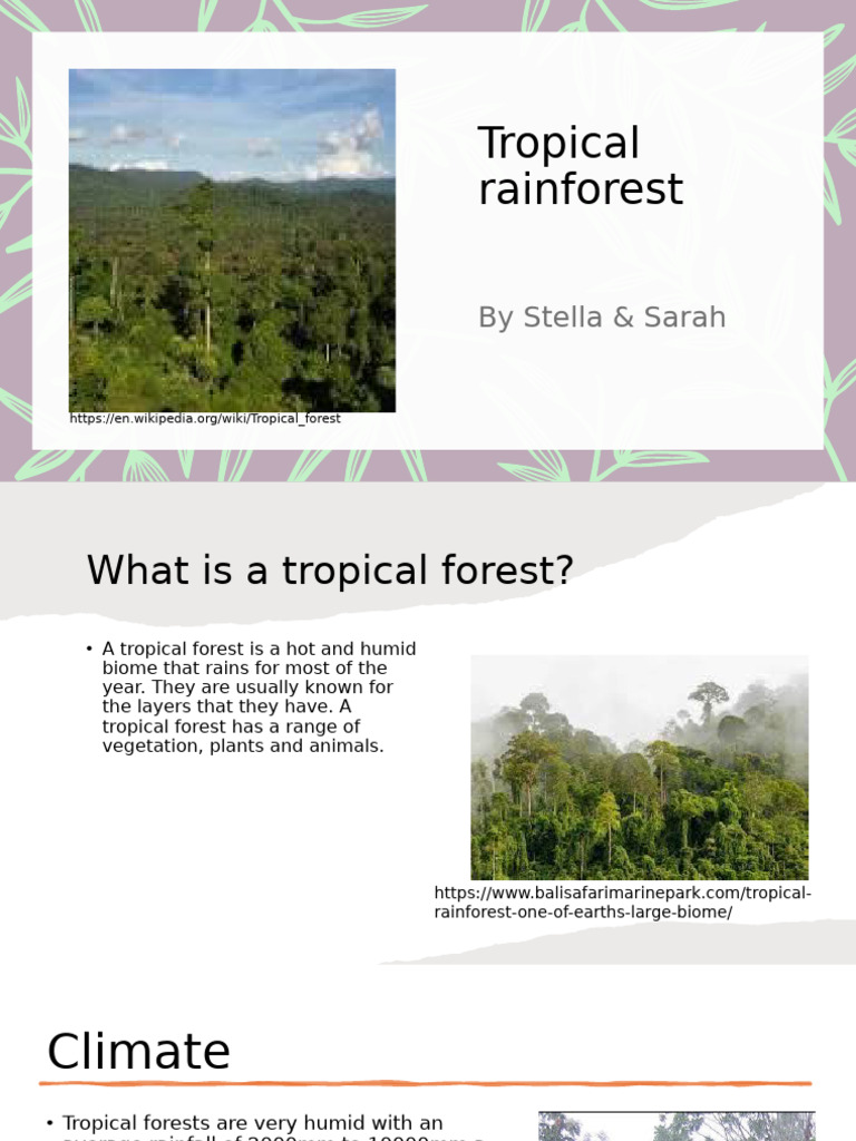 StelSara Tropical Rainforest | PDF | Forests | Botany
