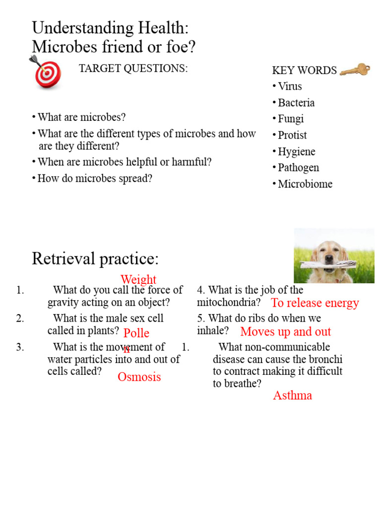 Understanding Microbes: Friend or Foe? | PDF | Immune System | Physical ...