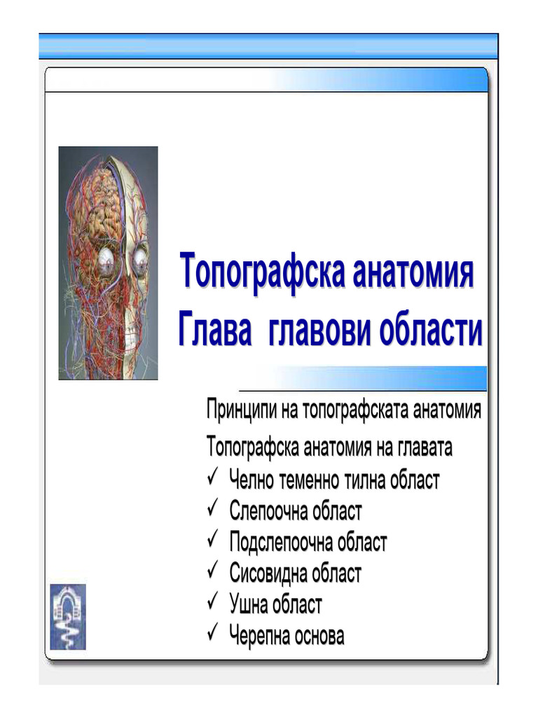 01 Head Regions | PDF