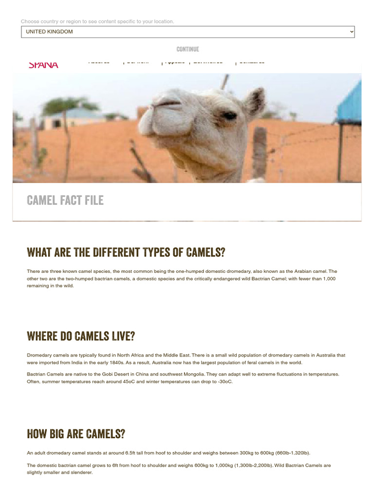 Camel Fact File - Learn All About Camels - SPANA | PDF | Camel ...