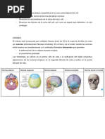 Suturas Del Cráneo | PDF | Cráneo | Anatomía