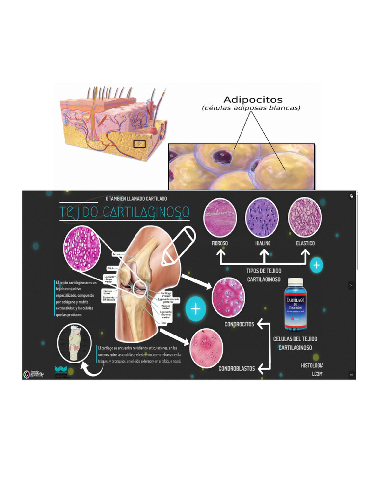 Anatomia 2 | PDF