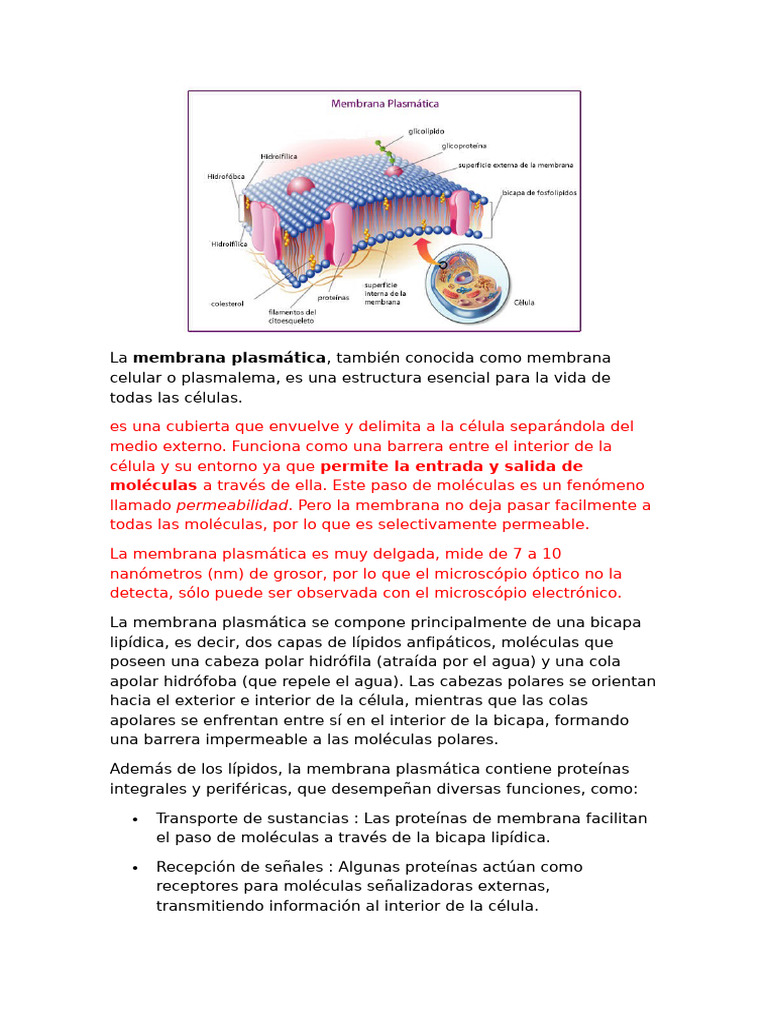 Estructura y Funciones de la Membrana Plasmática | PDF | Membrana ...
