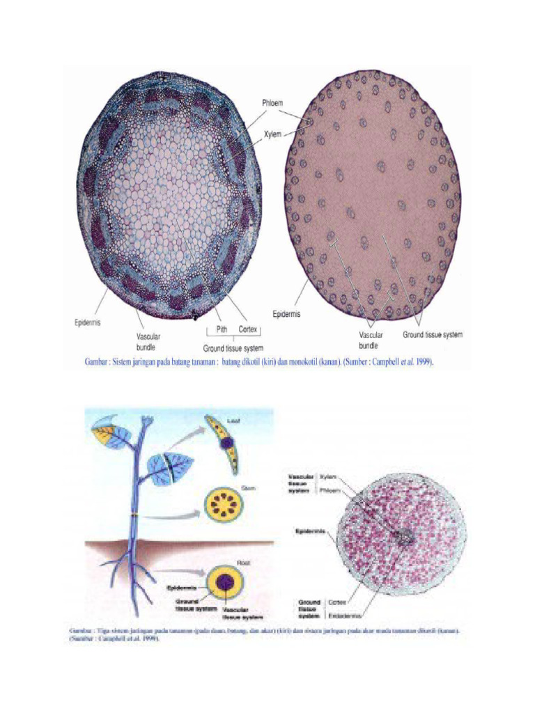 Data Gambar Ham | PDF